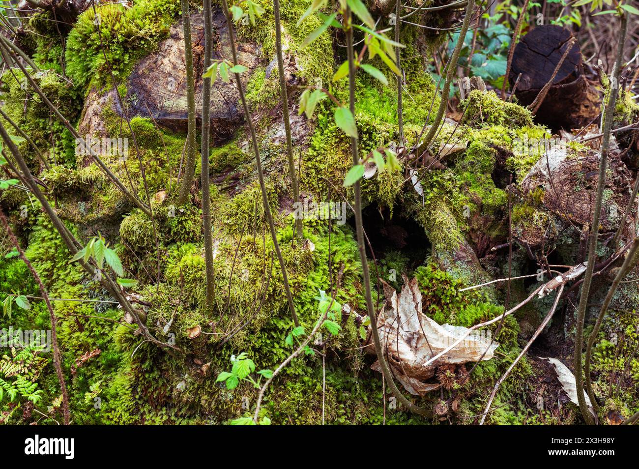 English sweet chestnut hi-res stock photography and images - Alamy