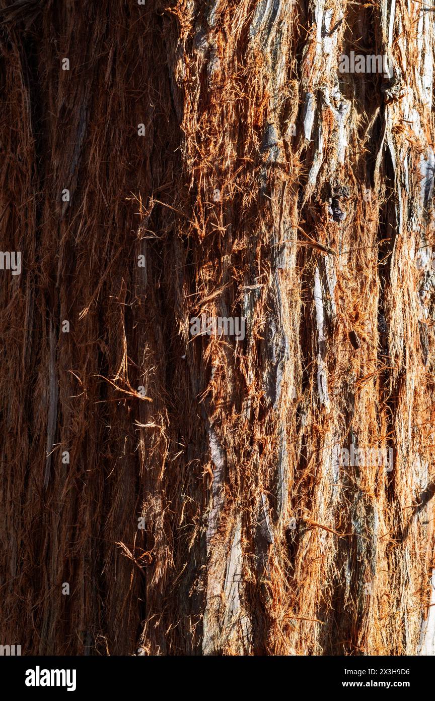 Rough and hairy tree bark on an old pine tree in golden sunlight Stock ...