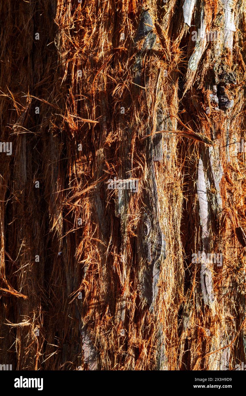 Rough and hairy tree bark on an old pine tree in golden sunlight Stock ...