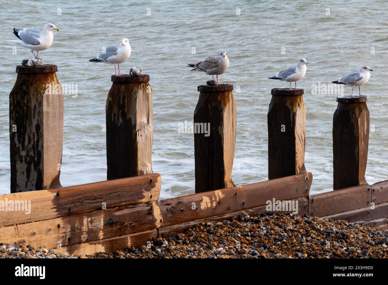 Eastbourne sea beach defences hi-res stock photography and images - Alamy