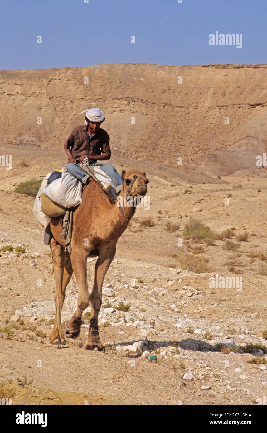 Camel riding israel hi-res stock photography and images - Alamy