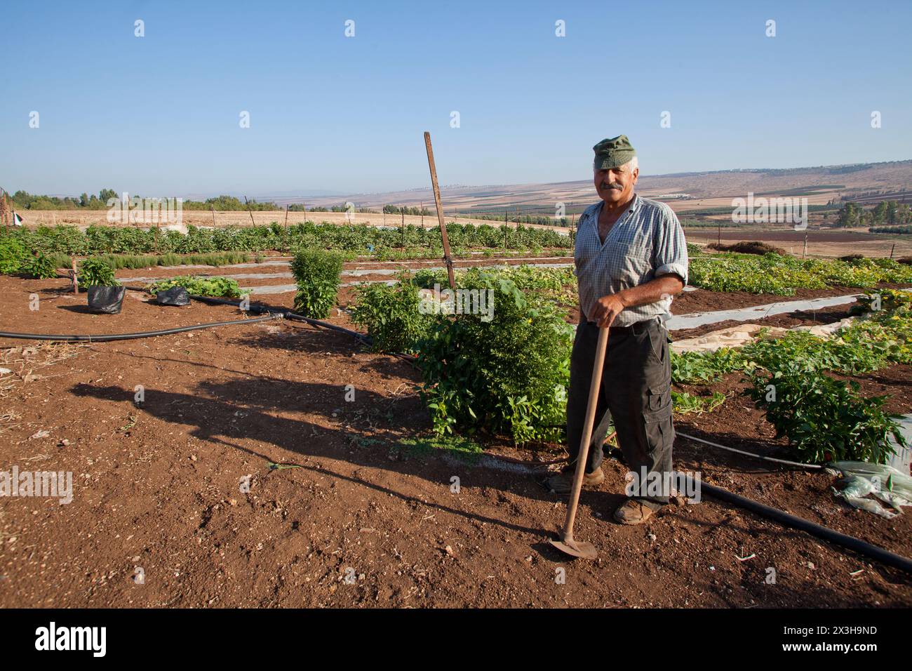 Farmer stands by his vegetable plot in the Galilee Israel Stock Photo ...