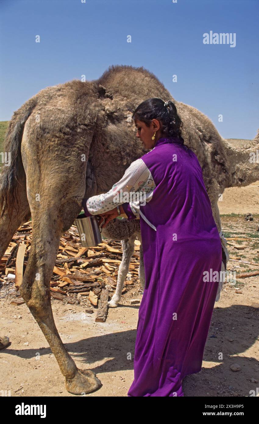 Bedouin woman milking a female camel Stock Photo - Alamy