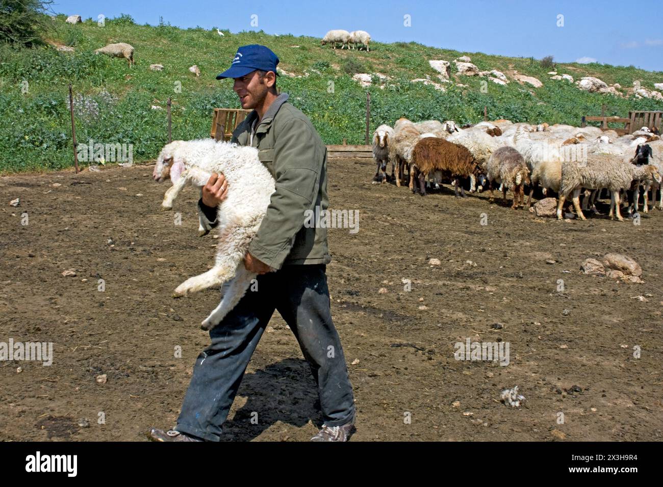 Bedouin shepherd with a flock of sheep in the Negev Israel Stock Photo ...
