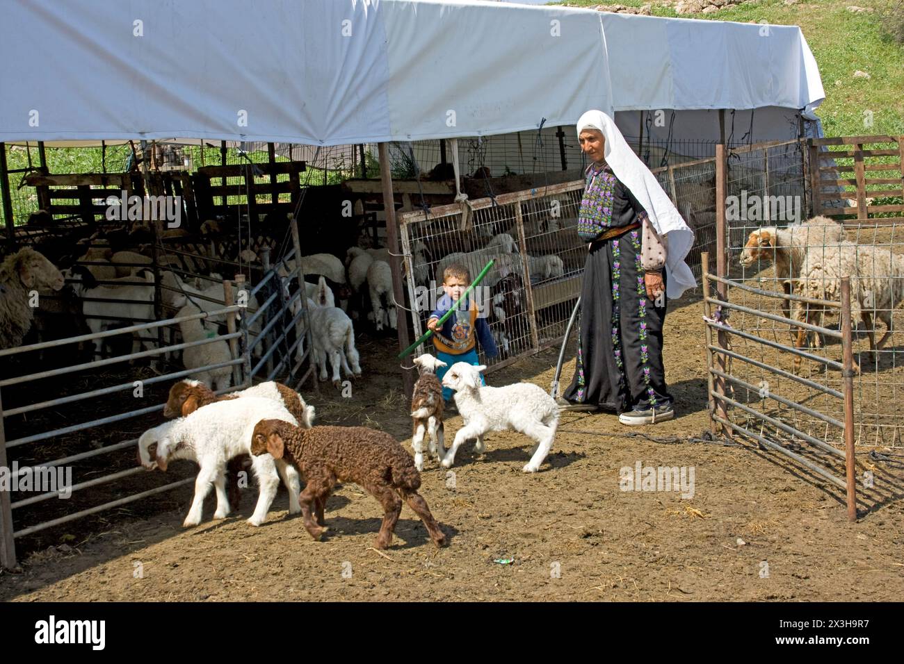 Bedouin shepherd with a flock of sheep in the Negev Israel Stock Photo ...