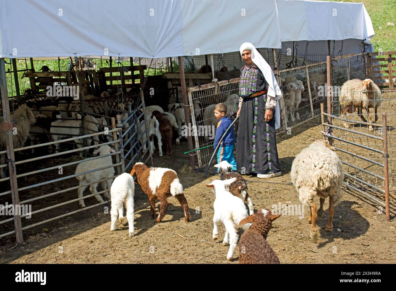 Bedouin shepherd with a flock of sheep in the Negev Israel Stock Photo ...