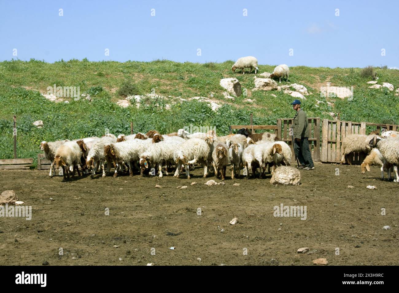 Bedouin shepherd with a flock of sheep in the Negev Israel Stock Photo ...