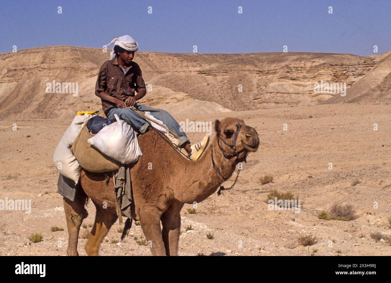 Camel riding israel hi-res stock photography and images - Alamy