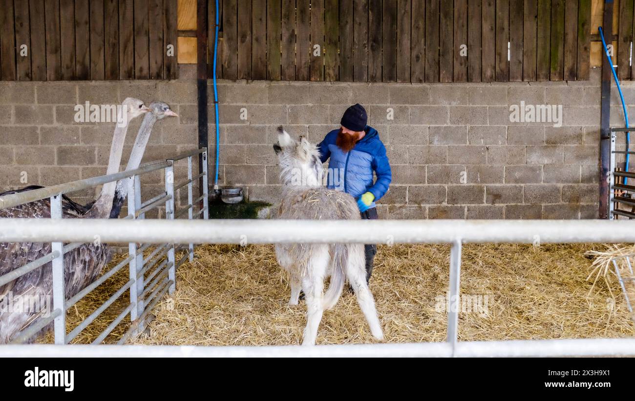 A man feeding the ostriches and donkey at Mainsgill Farm,Richmond ...
