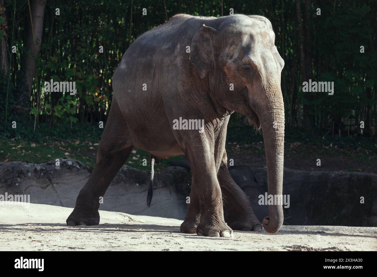 Young elephant standing with eyes closed. Asian elephant walking in the ...