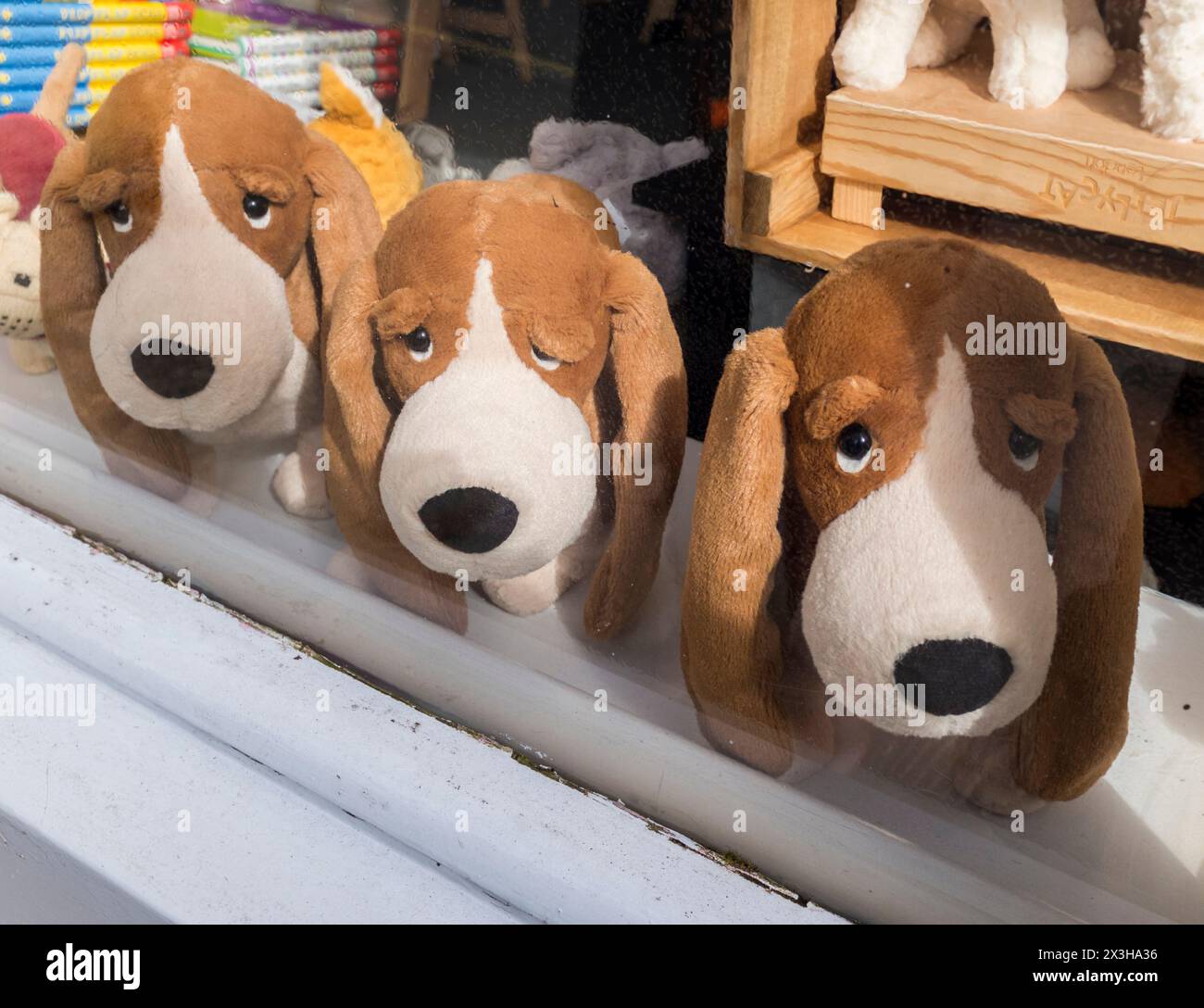 Three sad looking toy dogs in shop window in Grasmere in the Lake ...