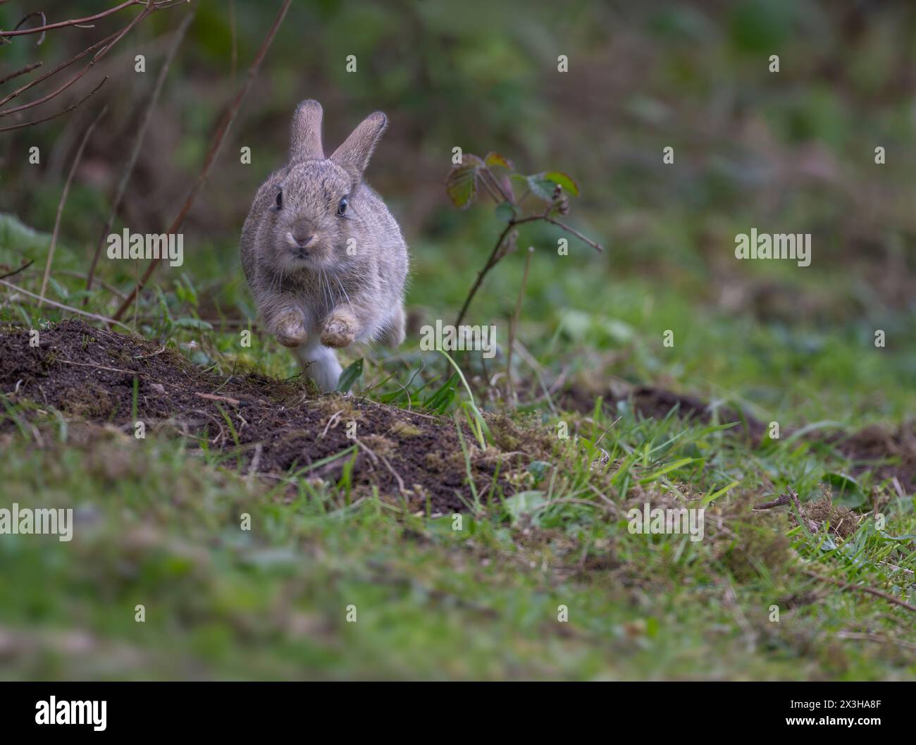 A Juvenile Rabbit Oryctolagus cuniculus running along a t full speed on ...