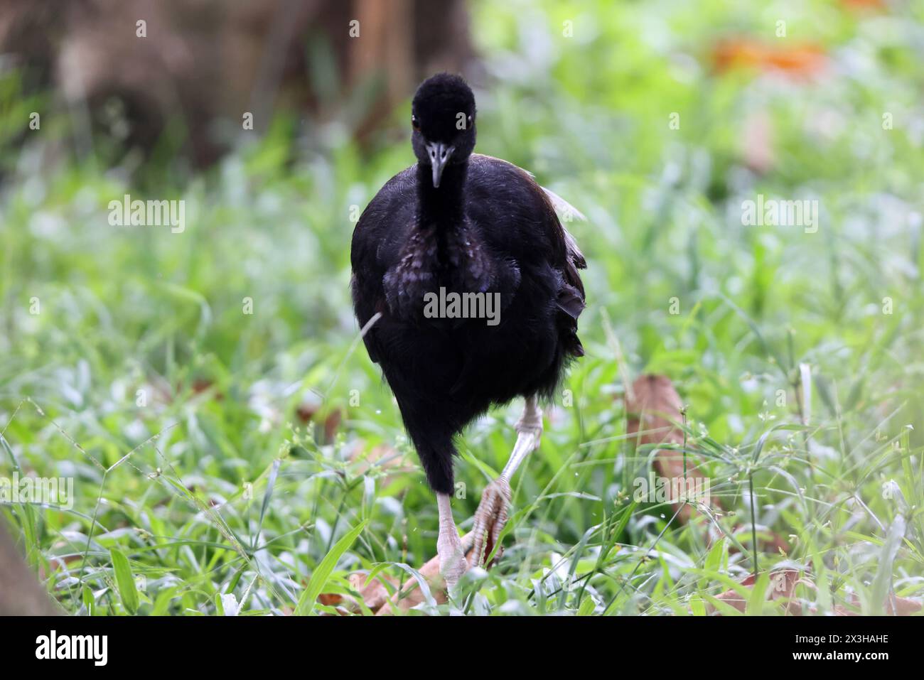 The grey-winged trumpeter (Psophia crepitans) is a member of a small ...