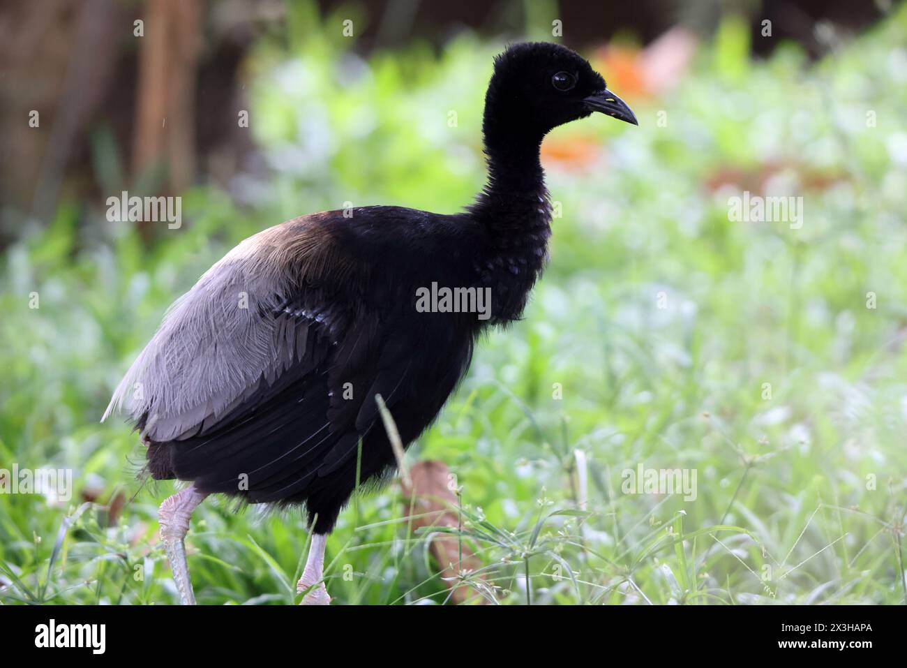 The grey-winged trumpeter (Psophia crepitans) is a member of a small ...