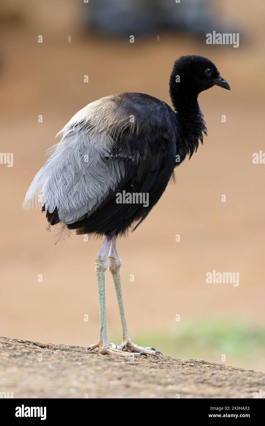 The grey-winged trumpeter (Psophia crepitans) is a member of a small ...