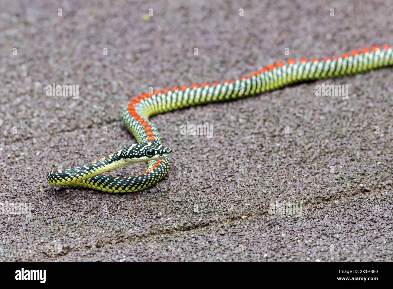 paradise flying snake or paradise tree snake, Chrysopelea paradisi ...
