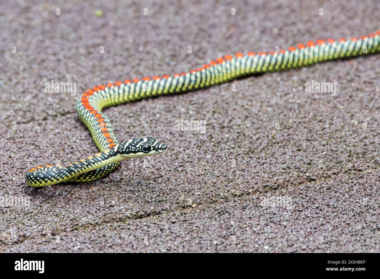 paradise flying snake or paradise tree snake, Chrysopelea paradisi ...