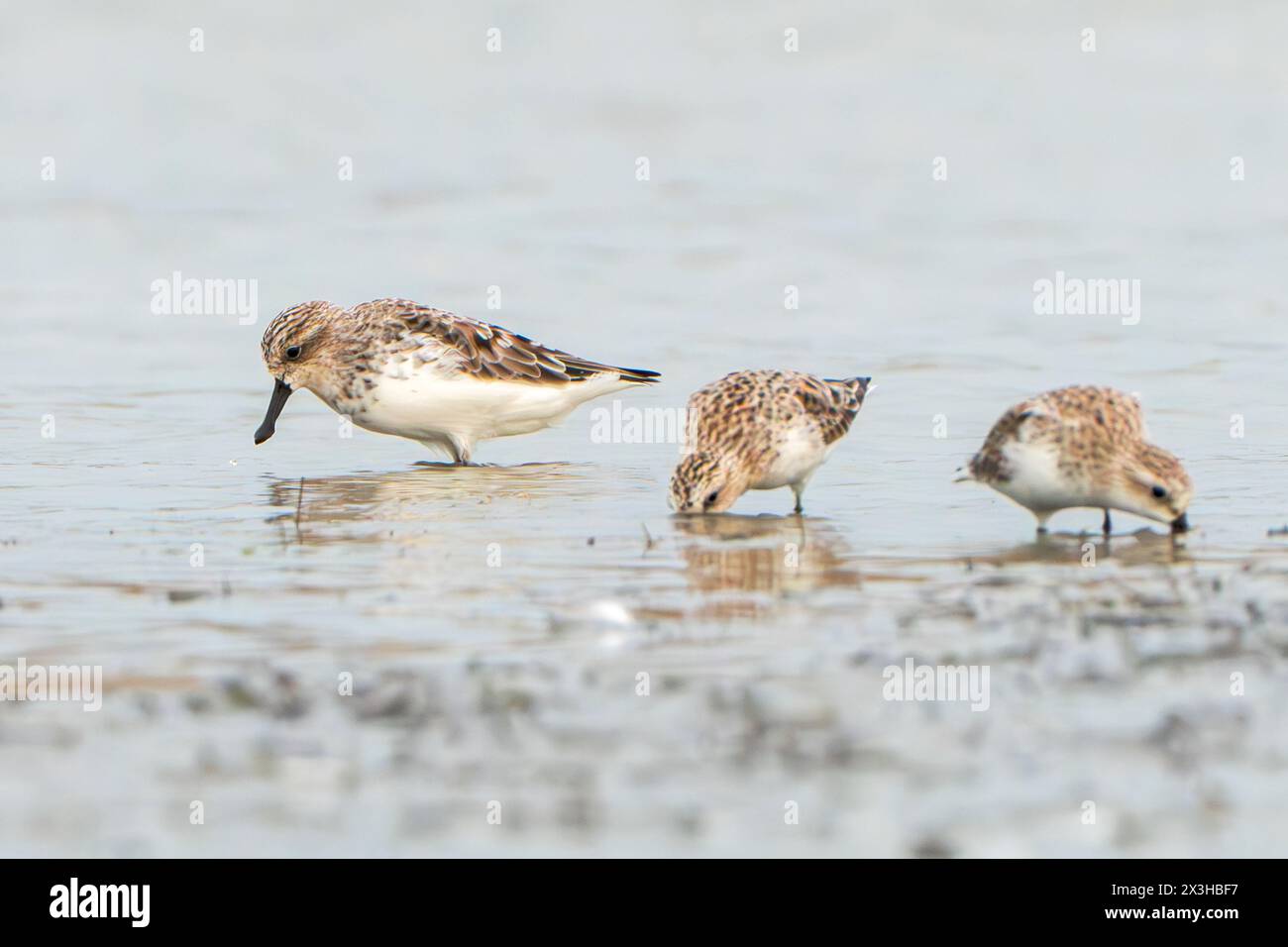spoon-billed sandpiper, Calidris pygmaea, single adult standing in ...