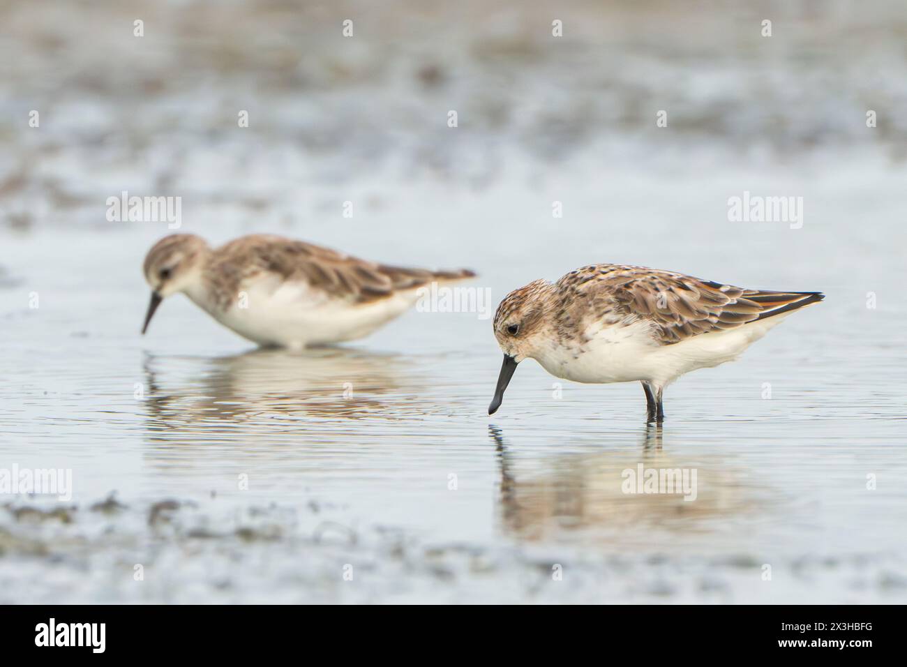 spoon-billed sandpiper, Calidris pygmaea, single adult standing in ...