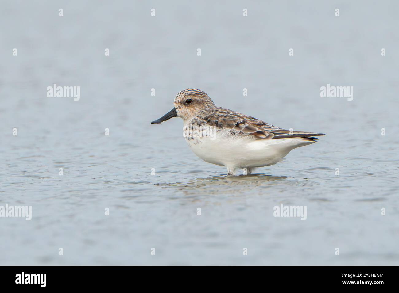 spoon-billed sandpiper, Calidris pygmaea, single adult standing in ...