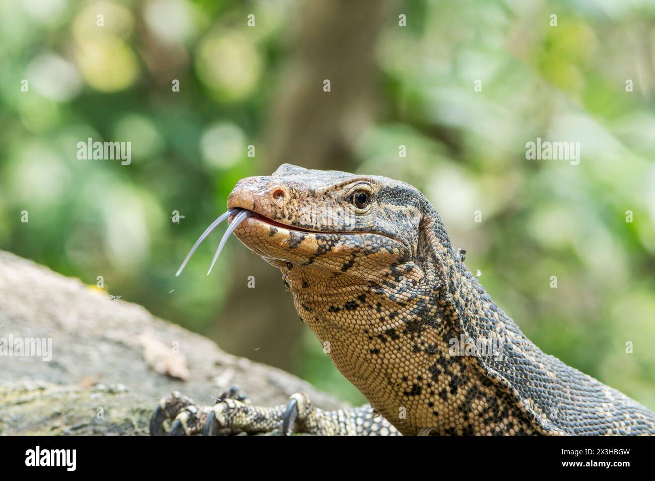 Asian water monitor, Varanus salvator, close up of head of adult ...