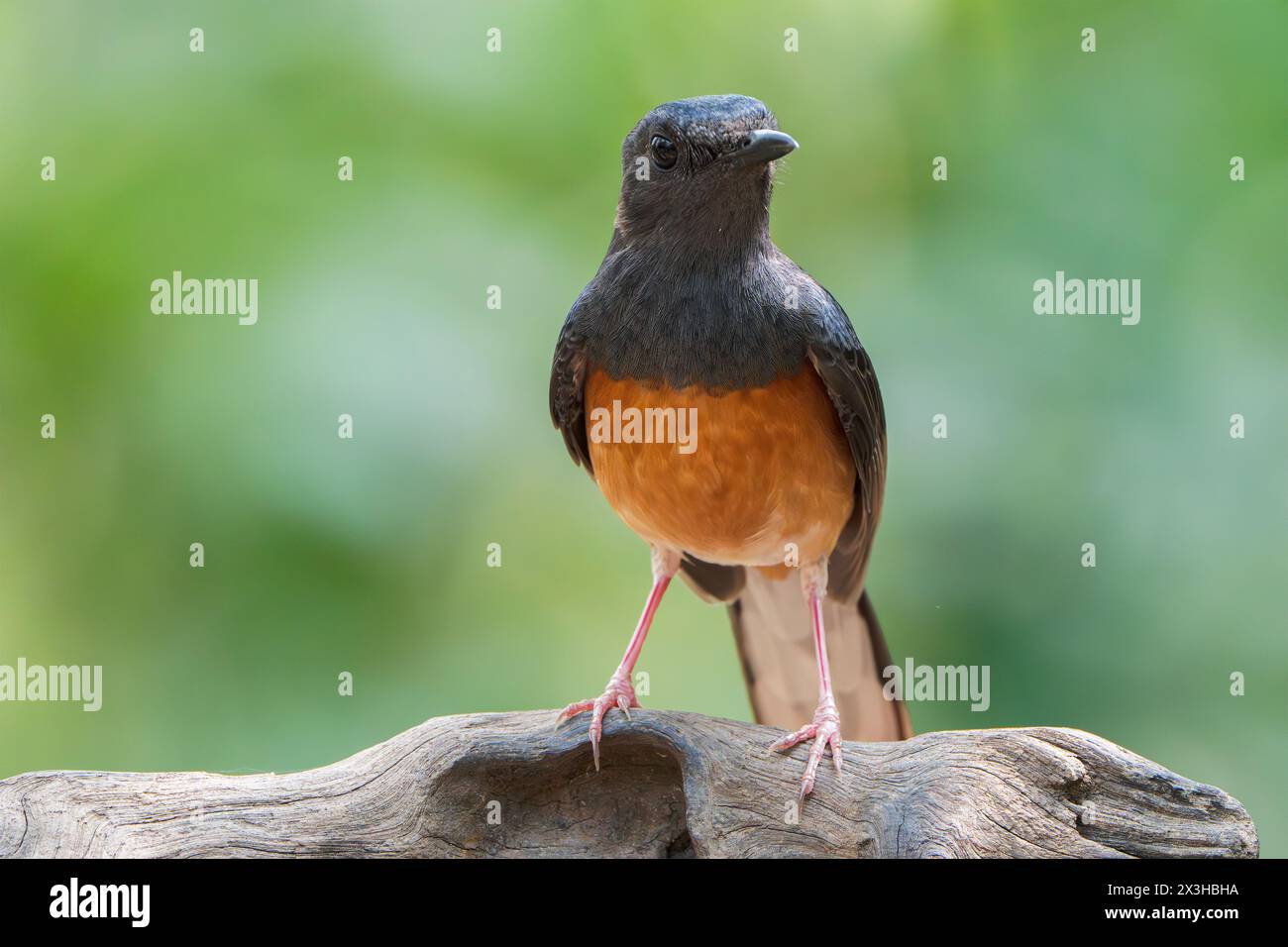 Shamas in thailand hi-res stock photography and images - Alamy