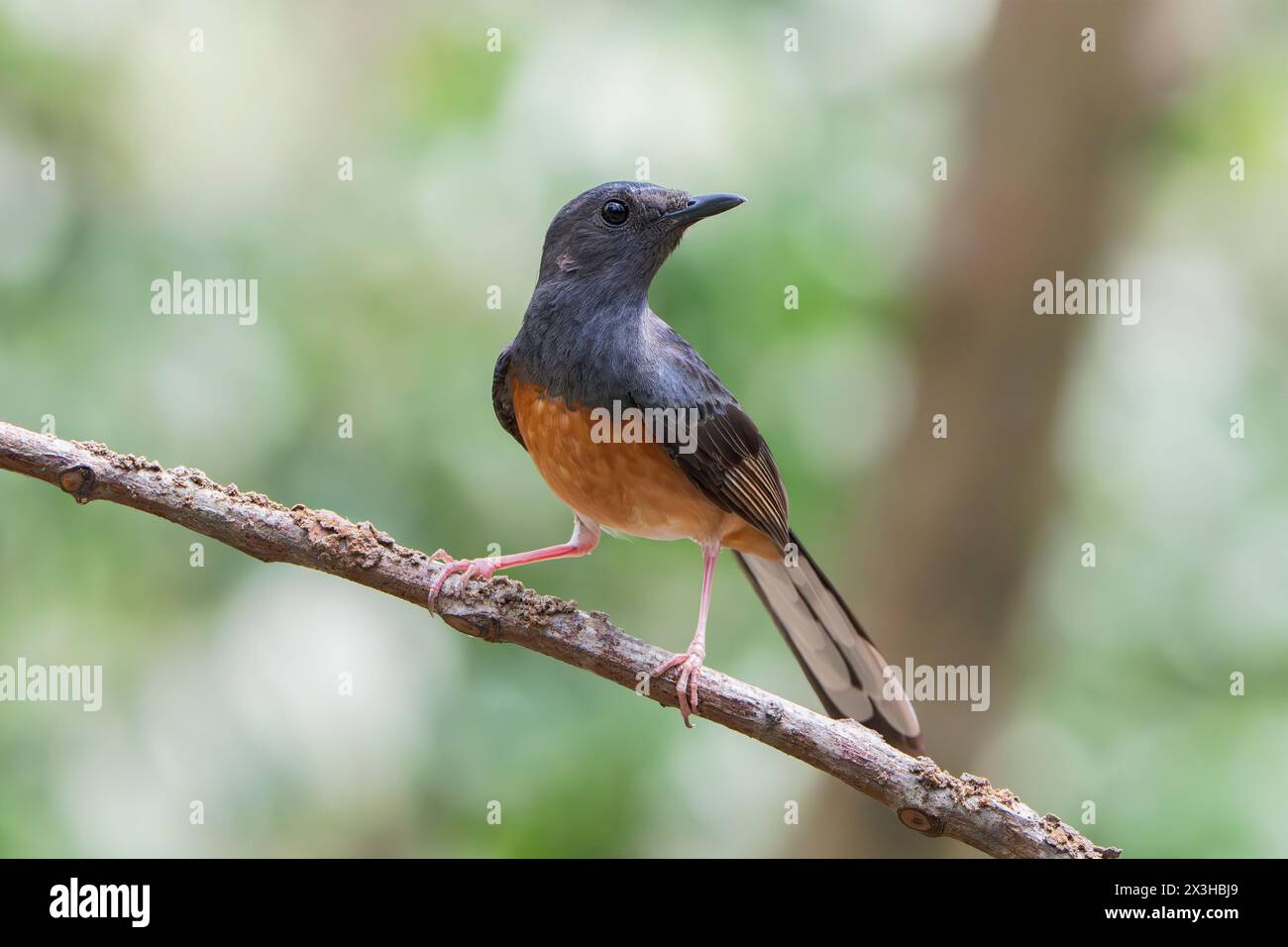Shamas hi-res stock photography and images - Alamy