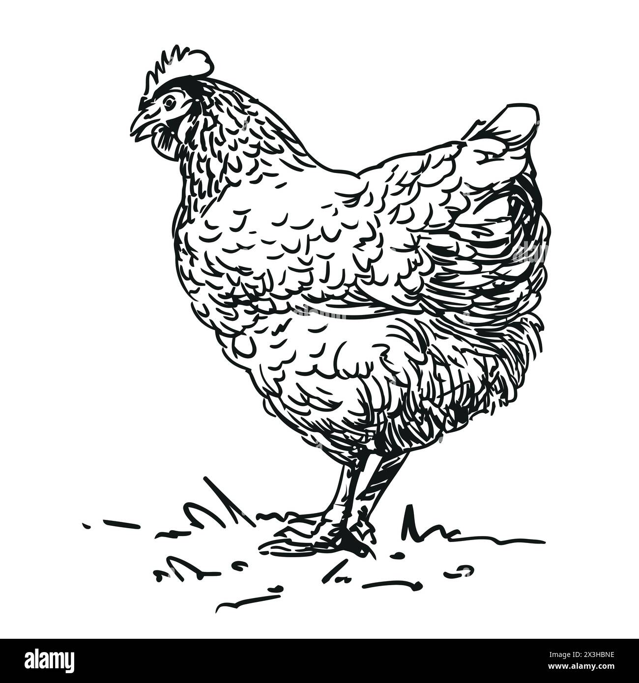 hen - farm animal, black and white hand drawn illustration Stock Vector ...