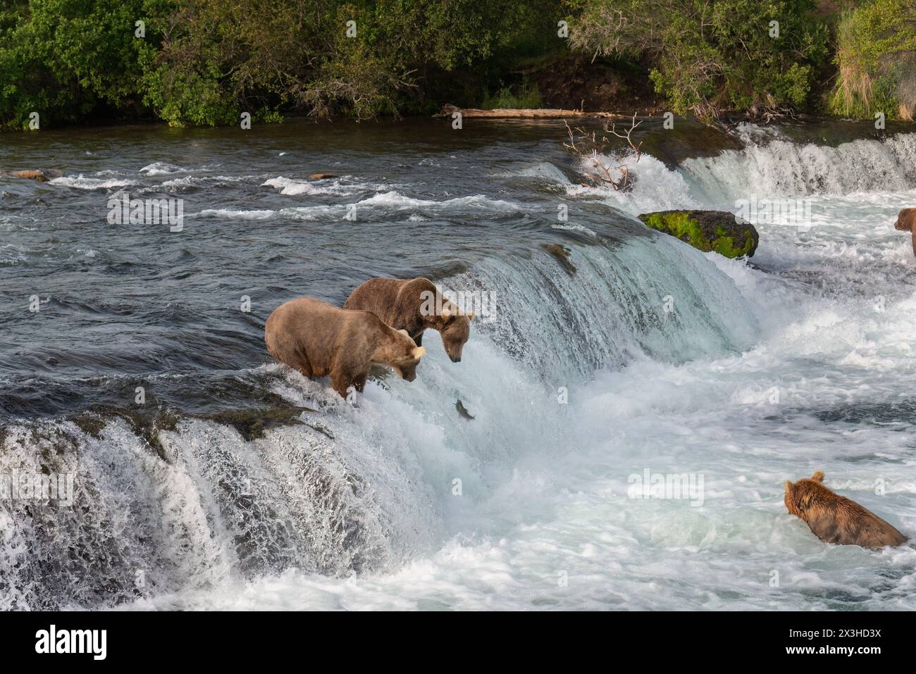 Sockeye salmon jumping up waterfall hi-res stock photography and images ...