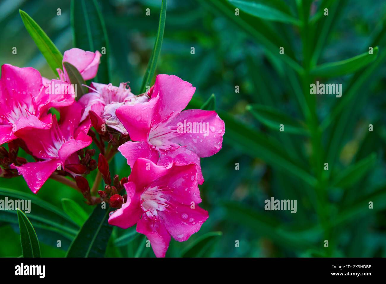 Healthy oleander hi-res stock photography and images - Alamy