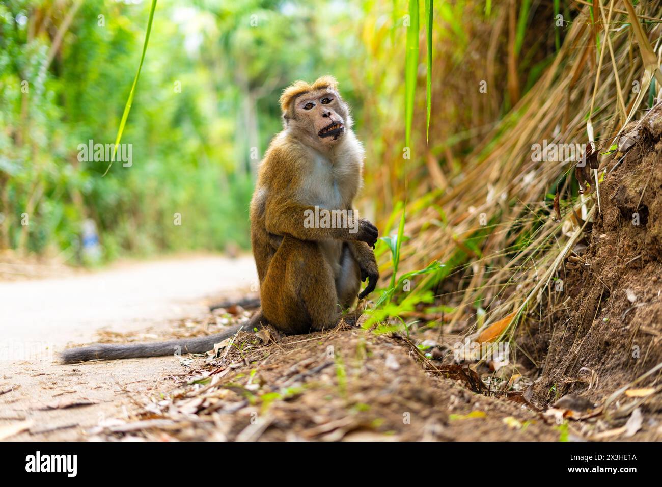 Monkey looking at camera Stock Photo - Alamy