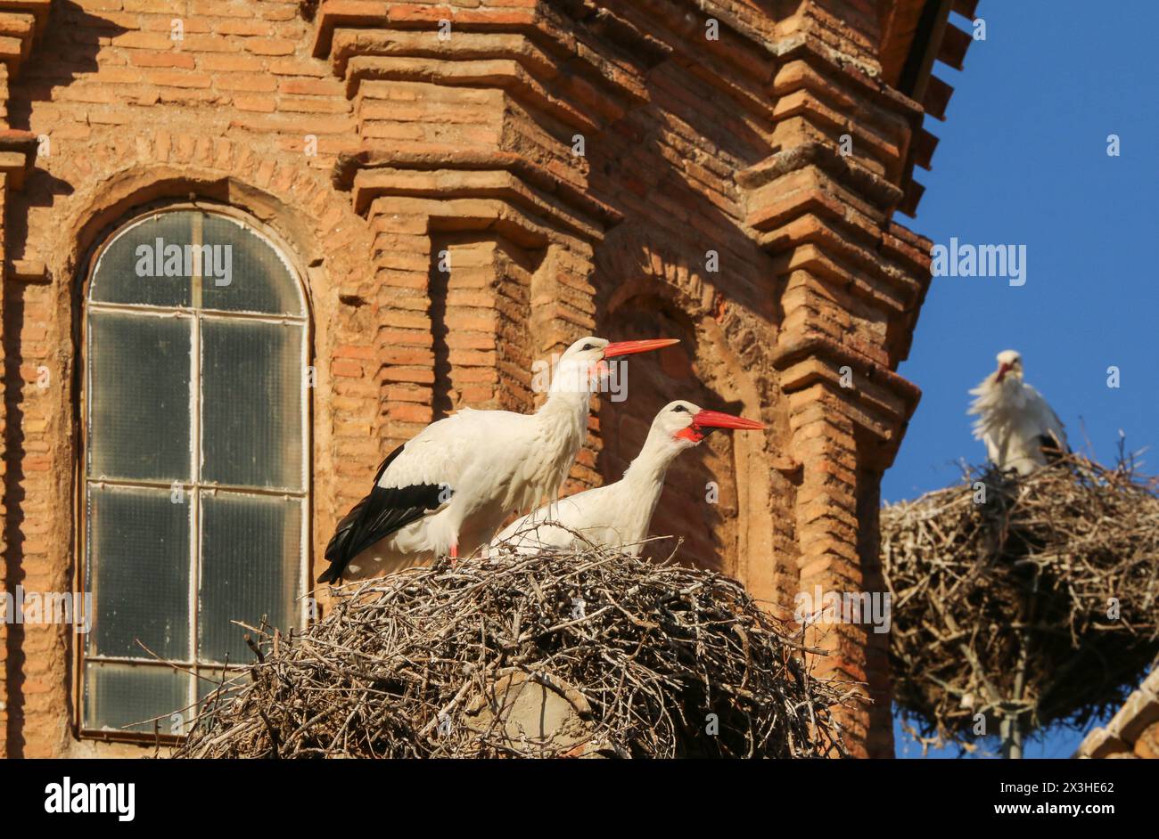 Couple of white storks nesting, Alfaro church, Rioja region, Spain ...