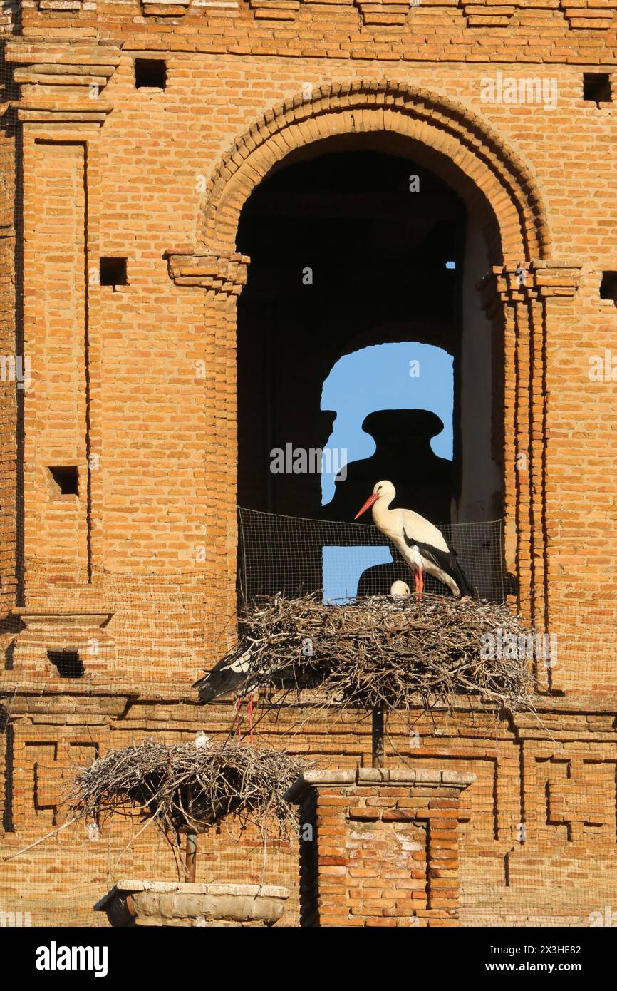 White storks nesting on a bell tower, Alfaro church, Rioja region ...