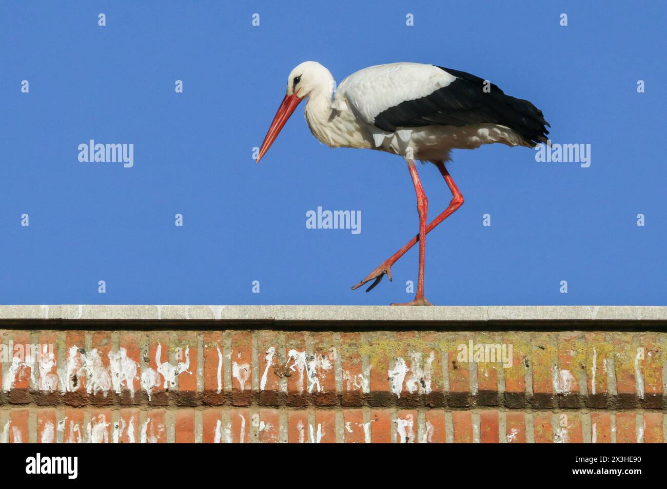 White stork walking hi-res stock photography and images - Alamy