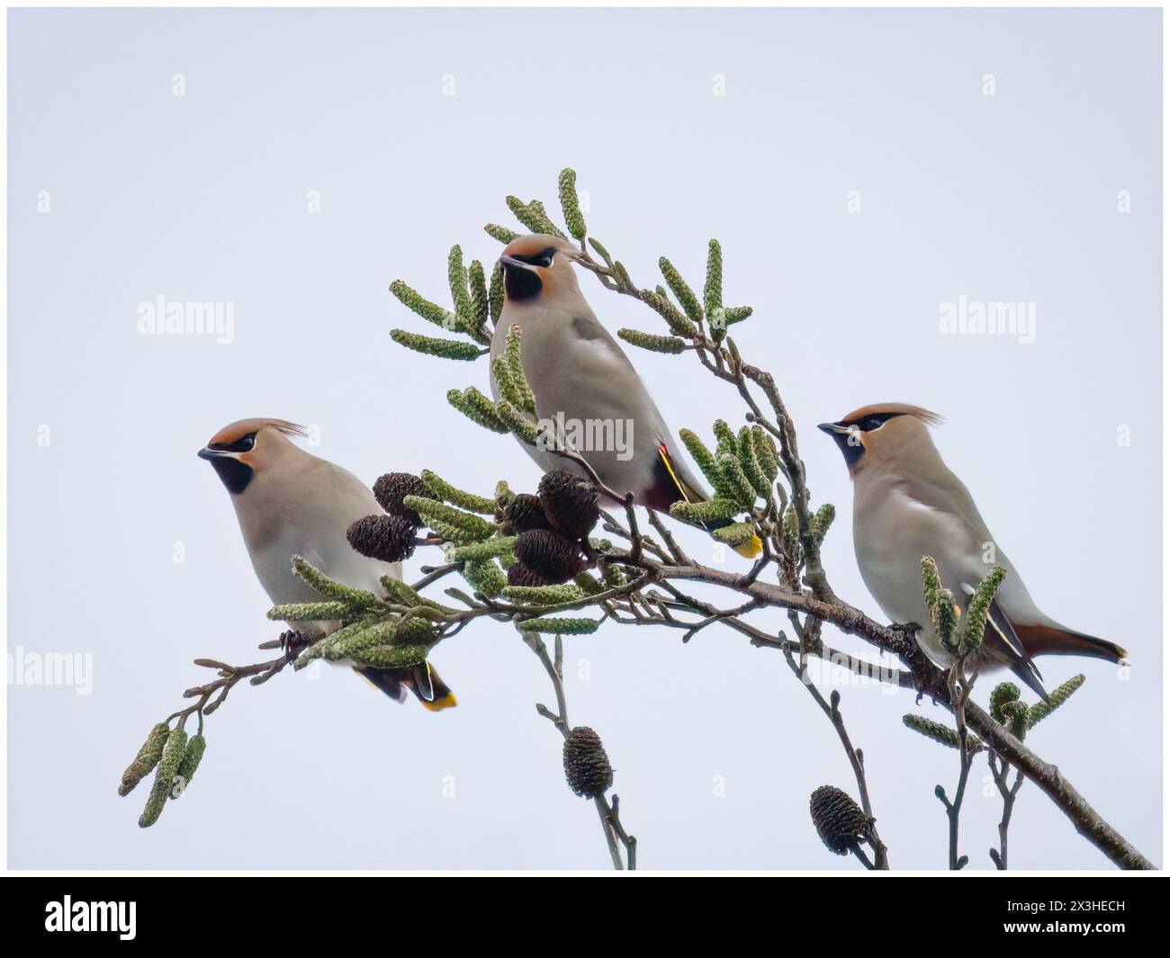 Bohemian science Cut Out Stock Images & Pictures - Alamy