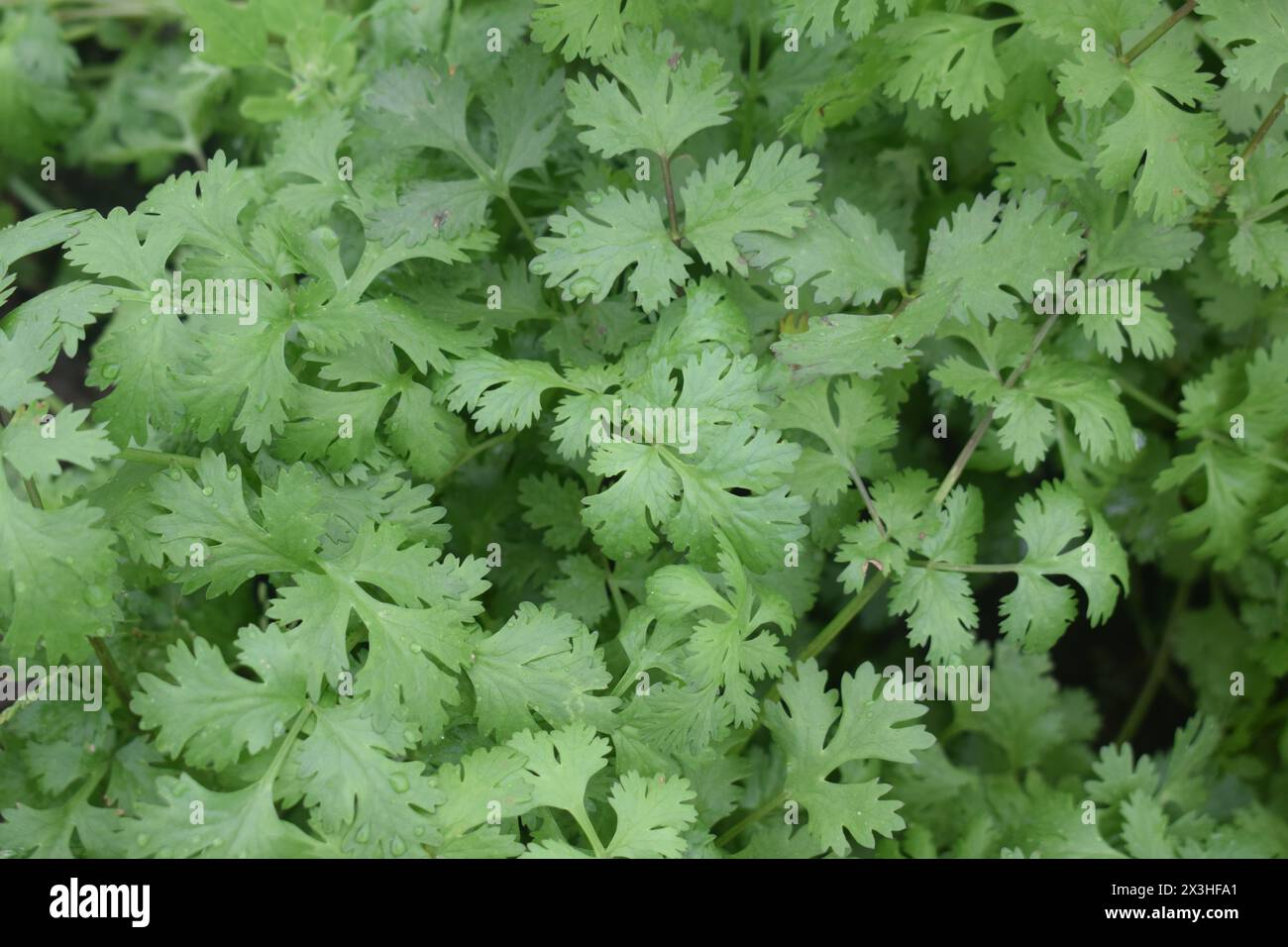 Coriander leaves in vegetables garden for health, food and agriculture ...