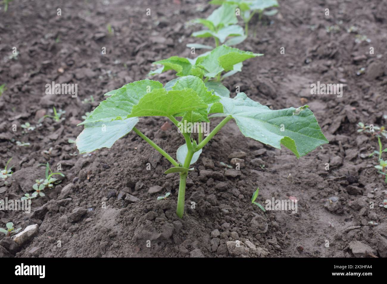 the leaves and cucumber plant at garden, cucumber plants, still small ...