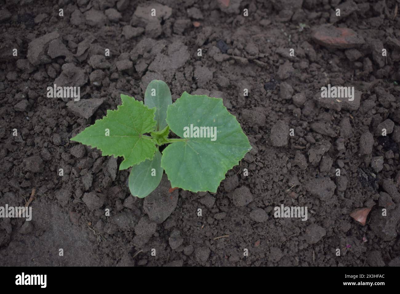 the leaves and cucumber plant at garden, cucumber plants, still small ...