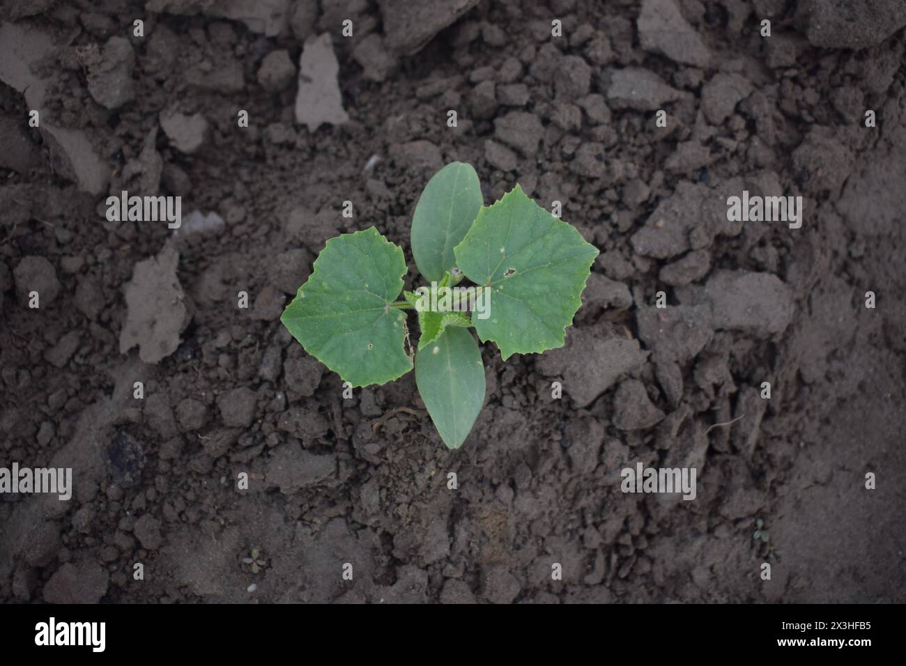the leaves and cucumber plant at garden, cucumber plants, still small ...