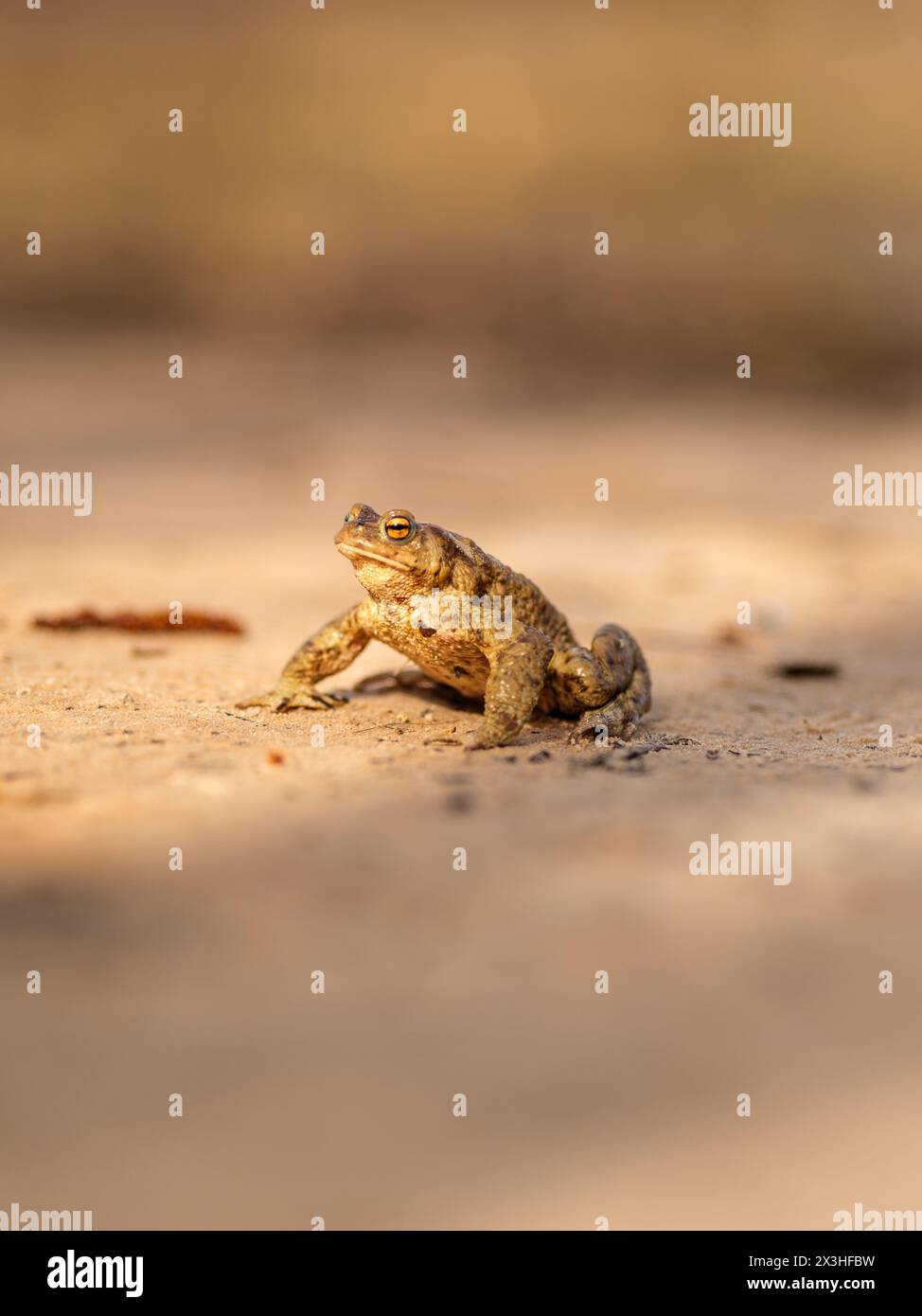 Licu langu biodiversity hi-res stock photography and images - Alamy