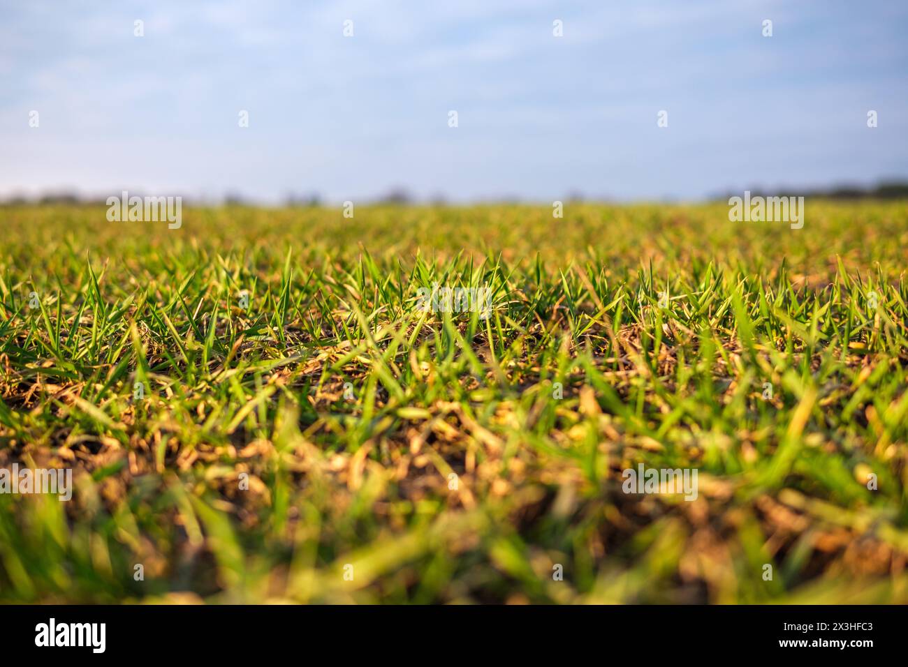 In the heart of Latvia, endless fields of vibrant green grass sway ...