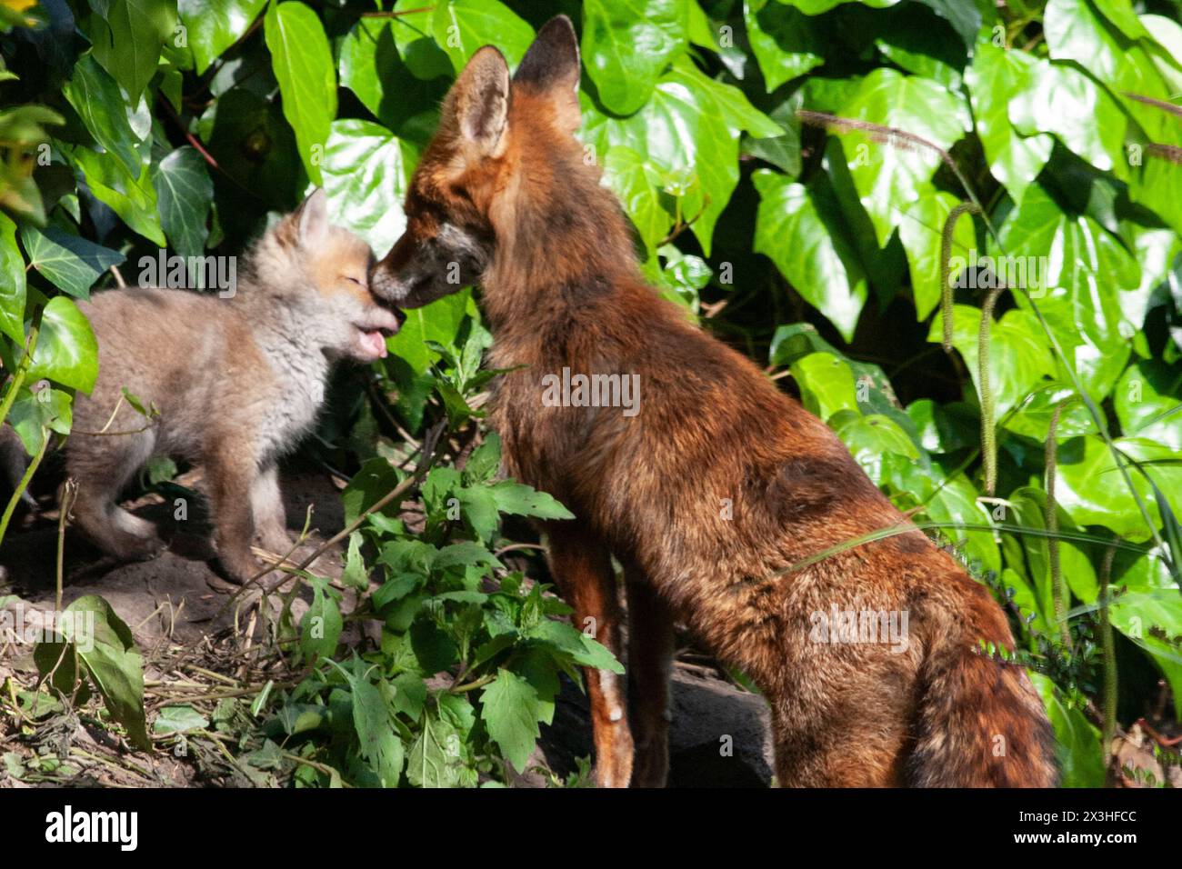 UK weather, London, 26 April 2024: After a cold spell temperatures ...