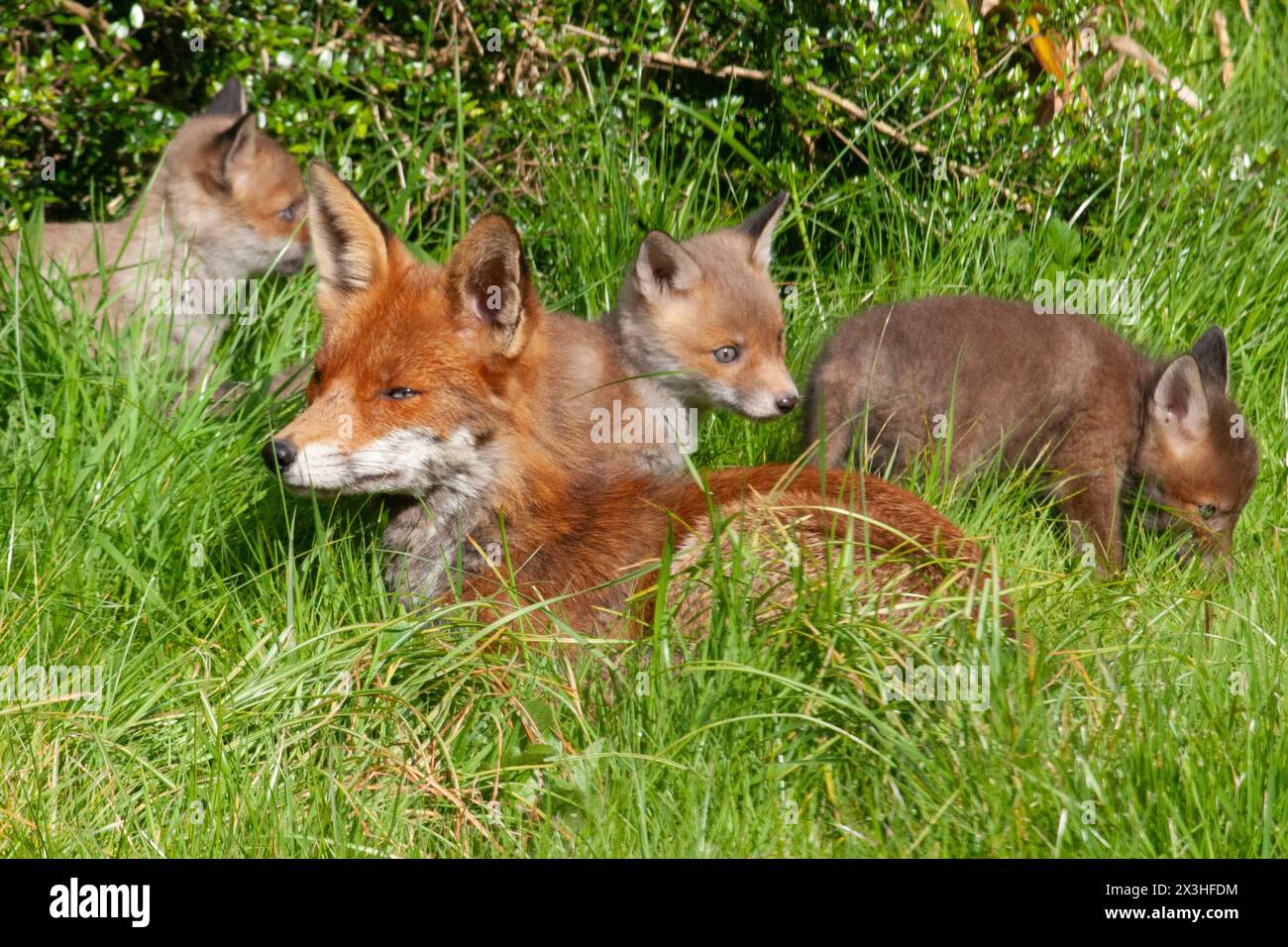 UK weather, London, 26 April 2024: After a cold spell temperatures ...