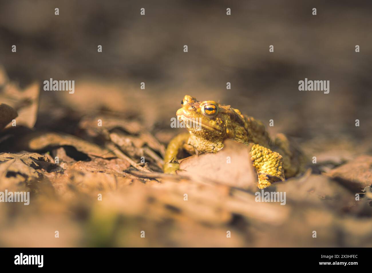 In the shadow of Latvia's Licu-Langu cliffs, a frog croons its nightly ...