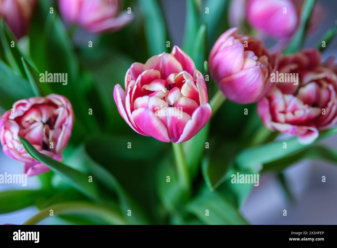 Amidst a sea of greenery, vibrant pink tulips bloom, casting a spell of charm and beauty in the ...