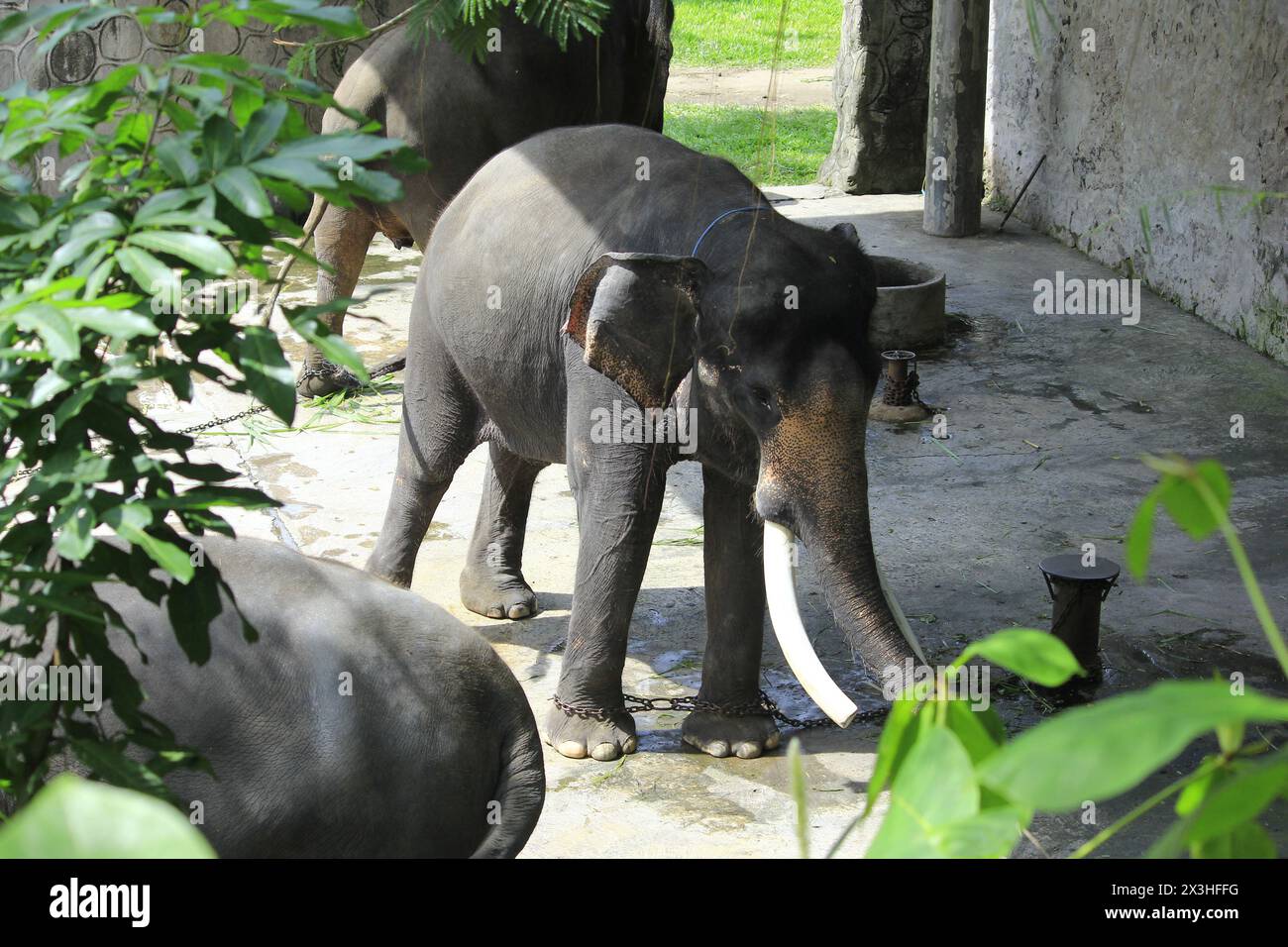 Sumatran elephant (Elephas Maximus Sumatrensis), a subspecies of Asian ...