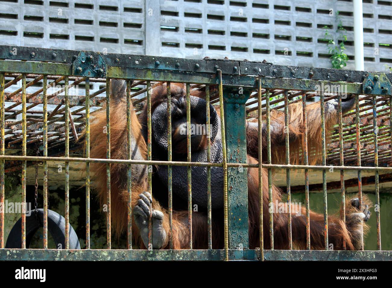 The old orangutan (pongo pygmaeus) is in poor condition behind the iron ...