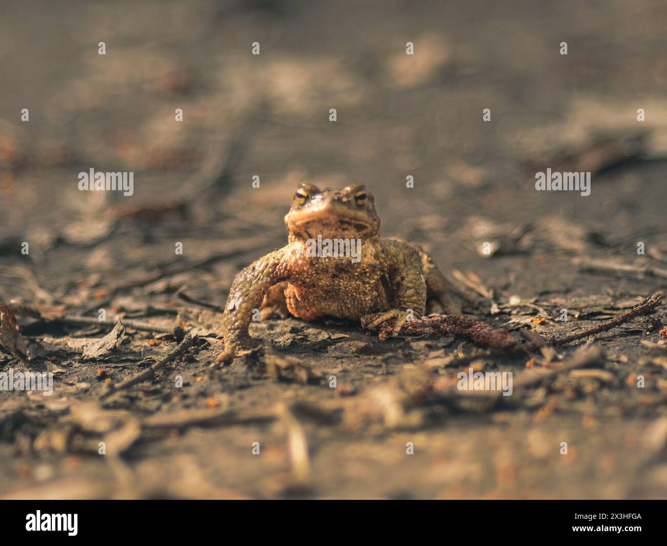 Licu langu wildlife hi-res stock photography and images - Alamy