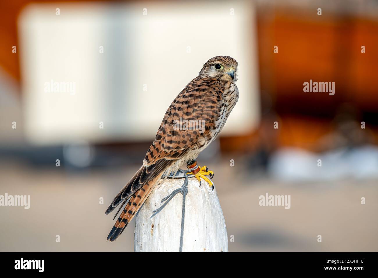 Qatar national bird hi-res stock photography and images - Alamy
