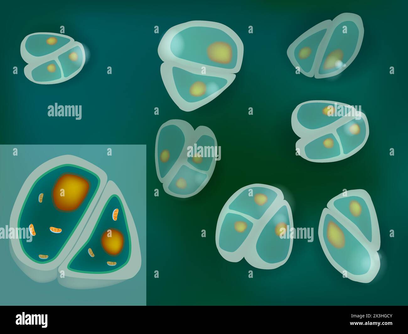 Structure of the Chondrocytes. cells in healthy cartilage Stock Vector ...